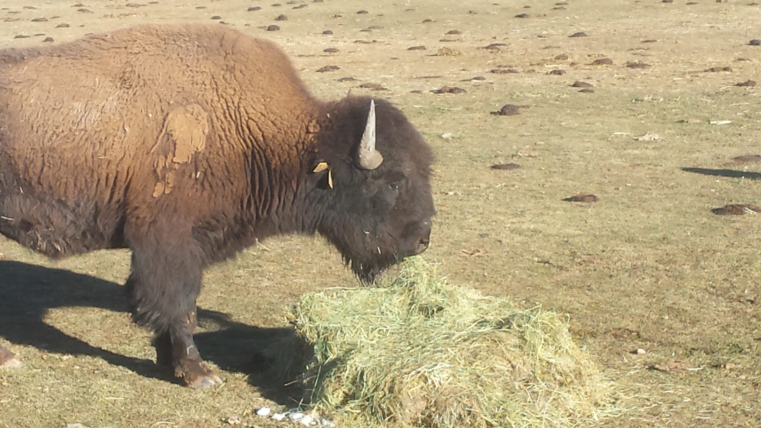 Buffalo Eating Straw From Bale Alone | Bison & Buffalo Hunts