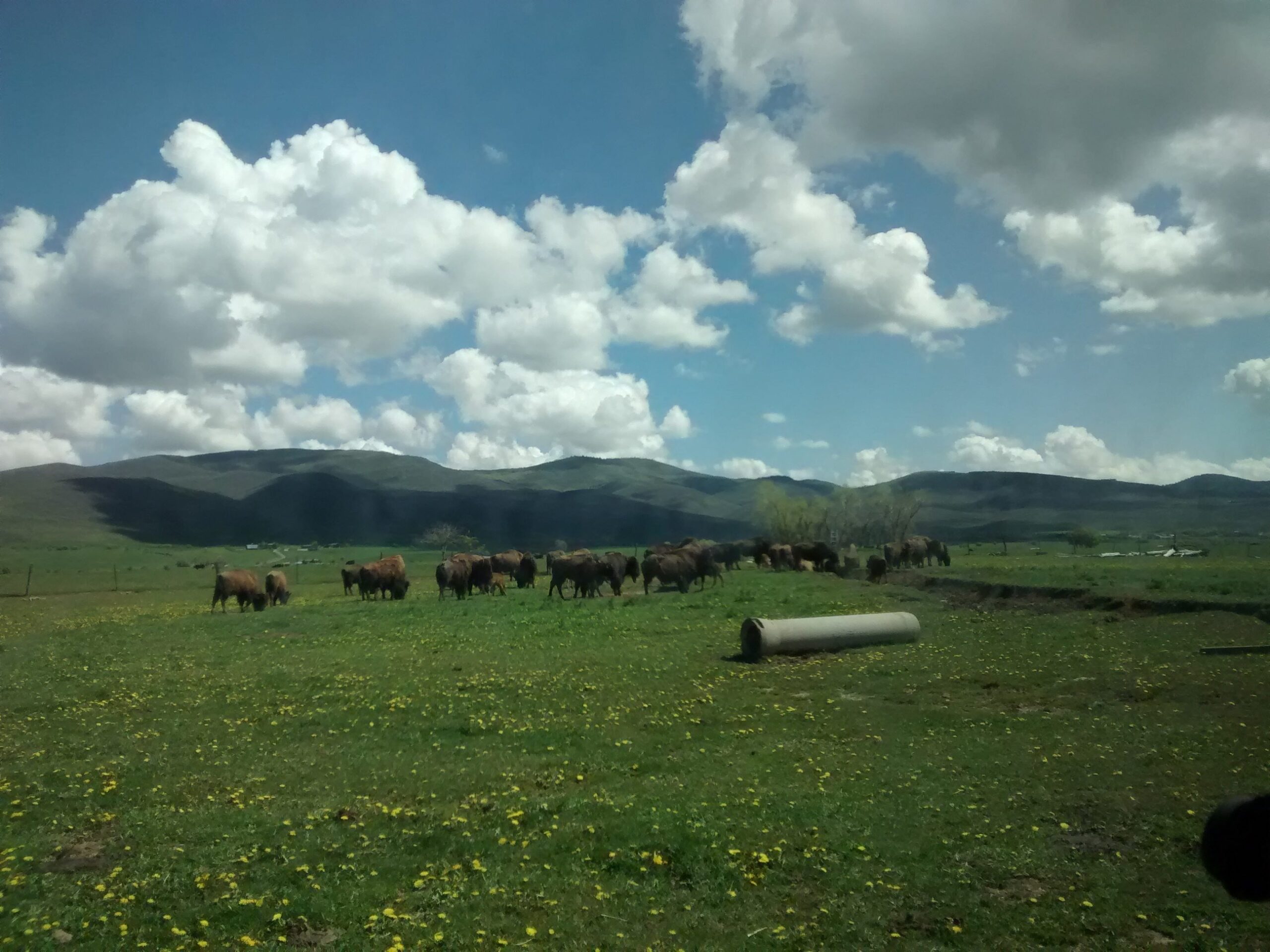 Hi Mountain Buffalo In Field